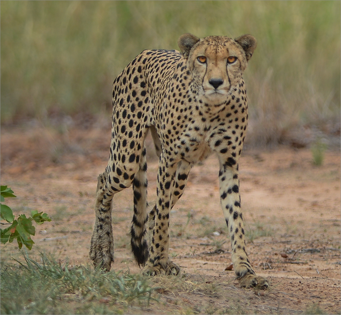 Research - Selati Game Reserve