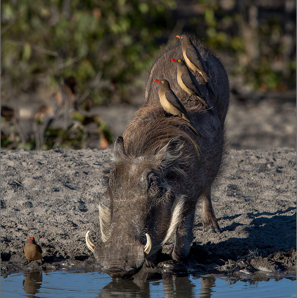 Biodiversity - Selati Game Reserve